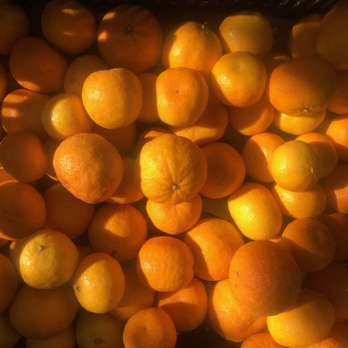 Gold Nugget Tangerines (3 lb. bag) San Francisco – Mariquita Farm