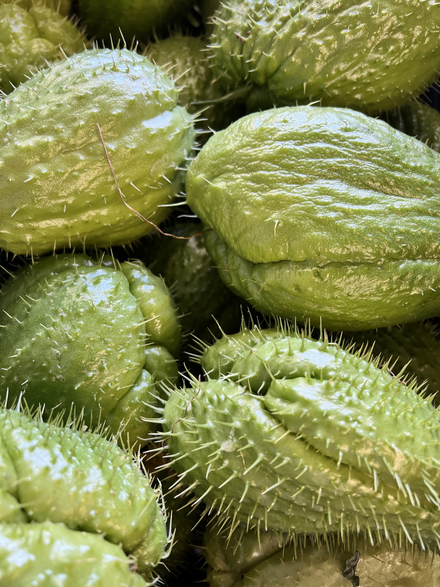 Spicy Pan Roasted Chayote Squash – Mariquita Farm