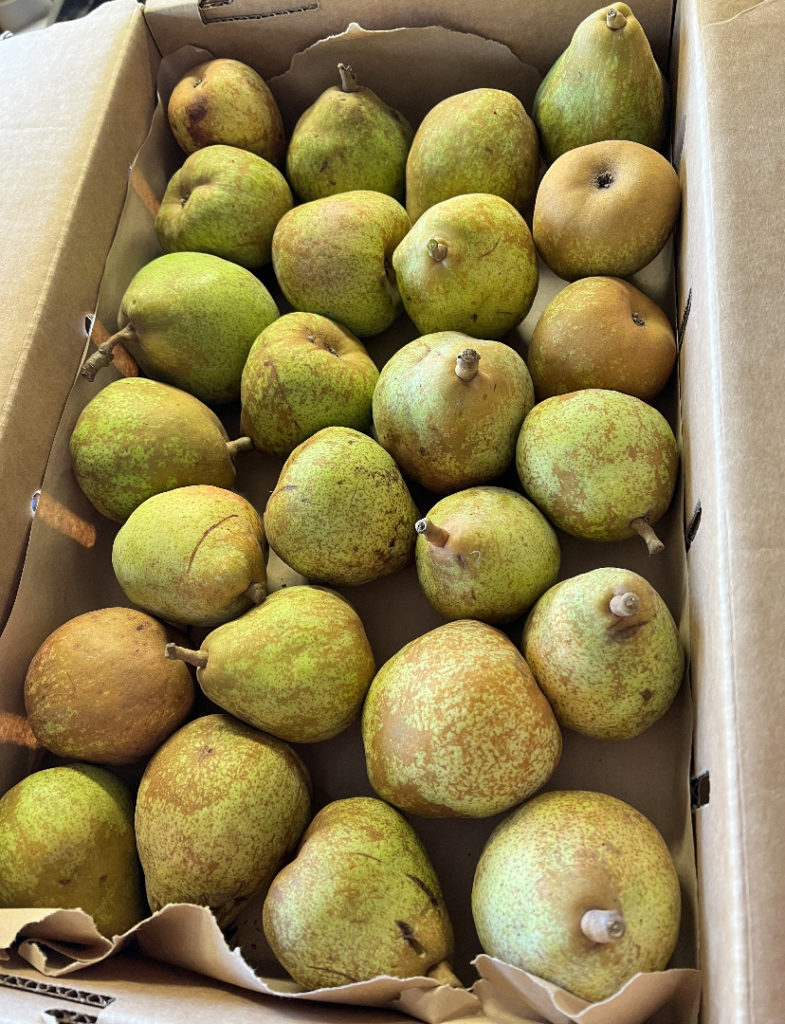 D’Anjou Pears (12 lb box) East Bay/Peninsula – Mariquita Farm