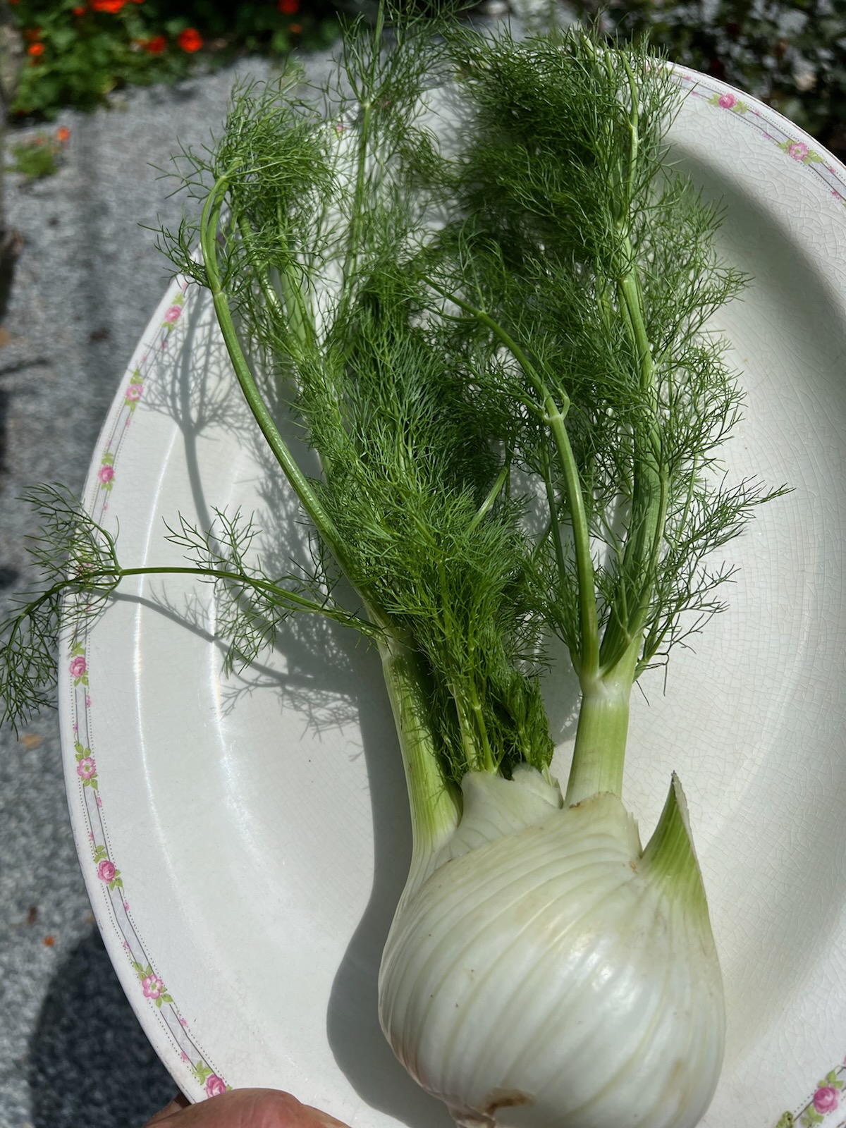 Roasted Fennel – Mariquita Farm