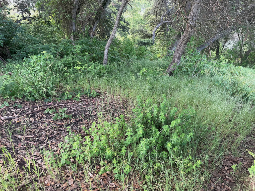 Three Weeds’ Tales – Mariquita Farm