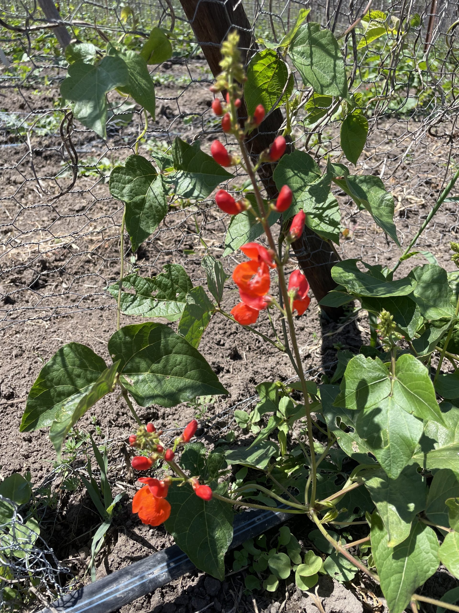 Saving Seeds – Mariquita Farm