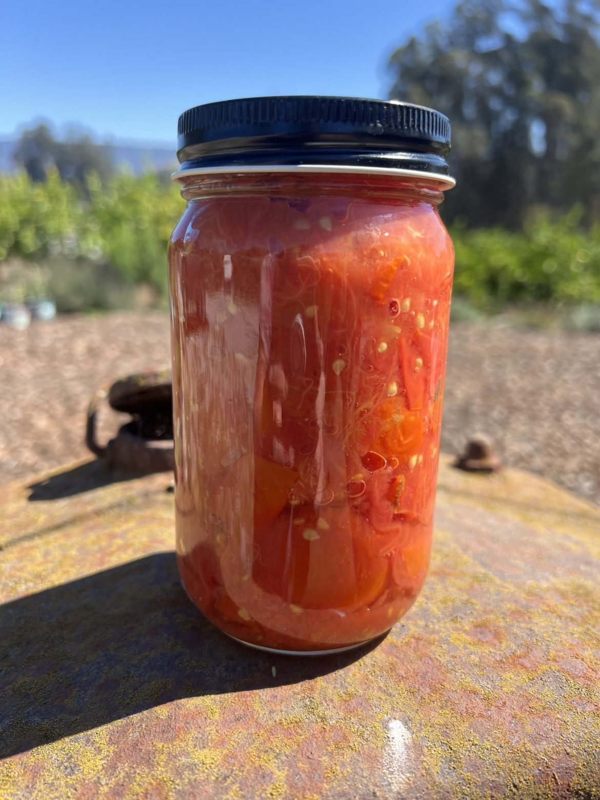 New! Dry Farmed Early Girl Crushed Tomatoes (1 x 16 oz Jar) Los Gatos ...