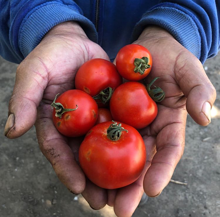 Tomato Season – Mariquita Farm