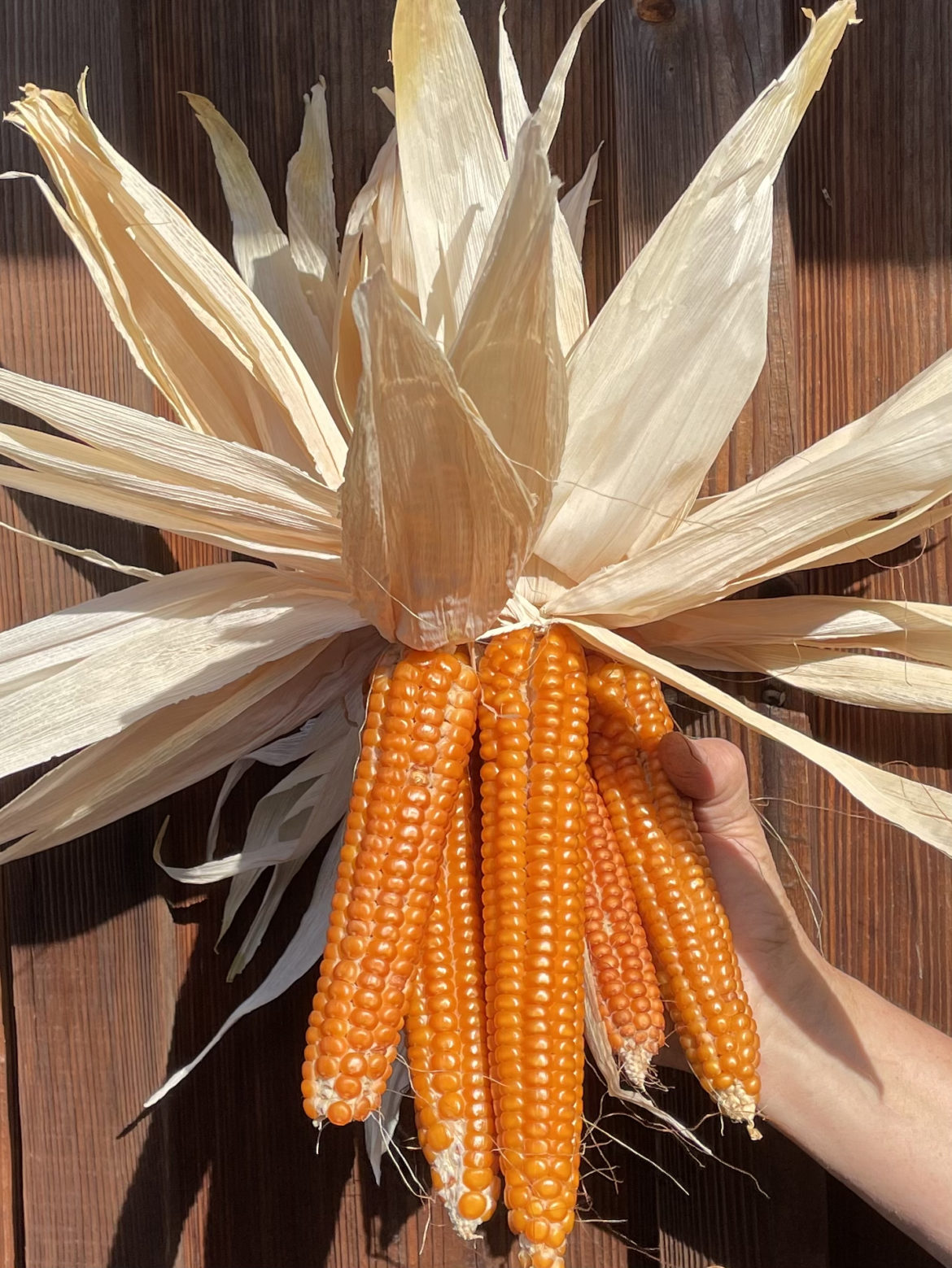 Otto File (2 bunches, 5 ears per bunch) Santa Cruz – Mariquita Farm