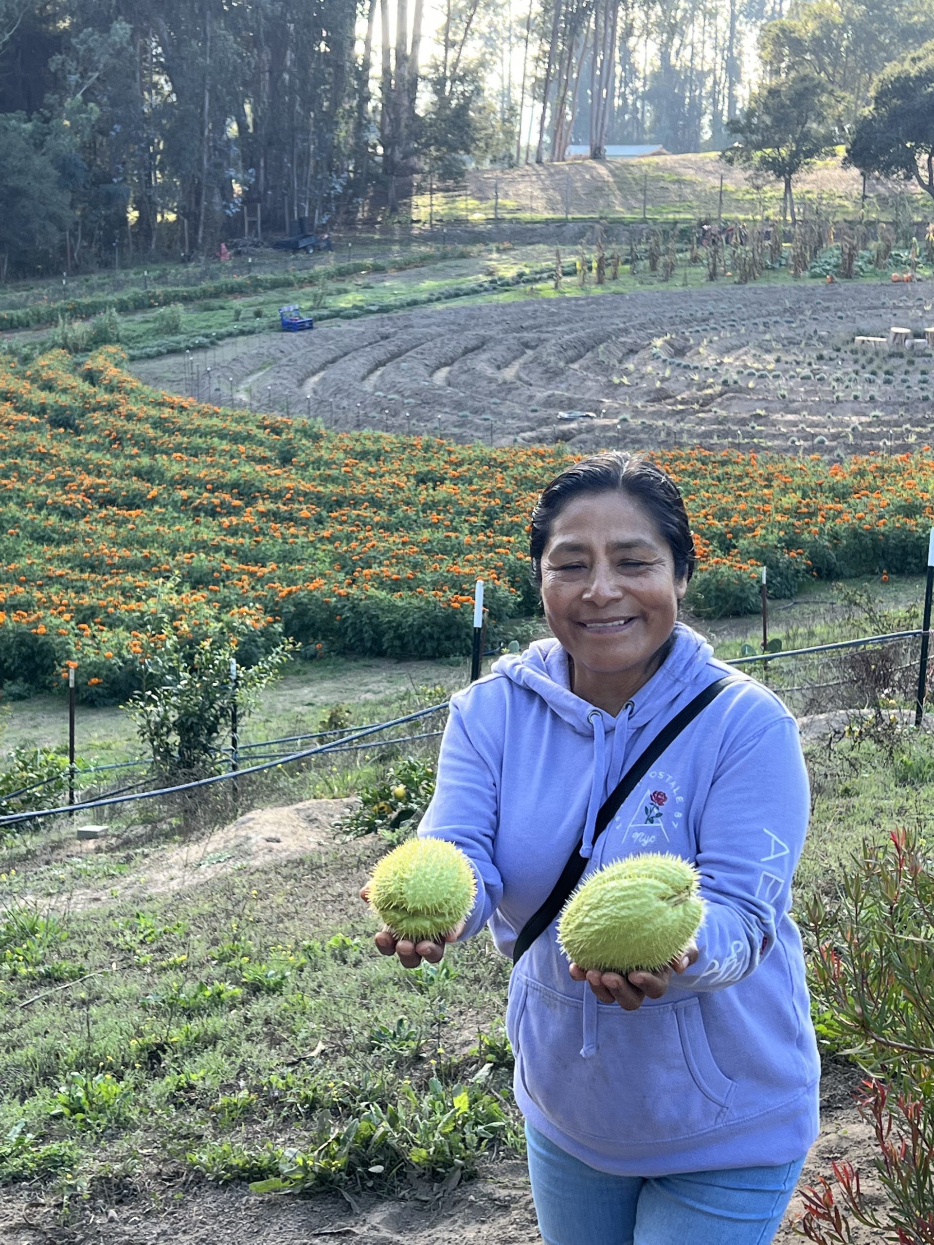 Chayote Mariquita Farm