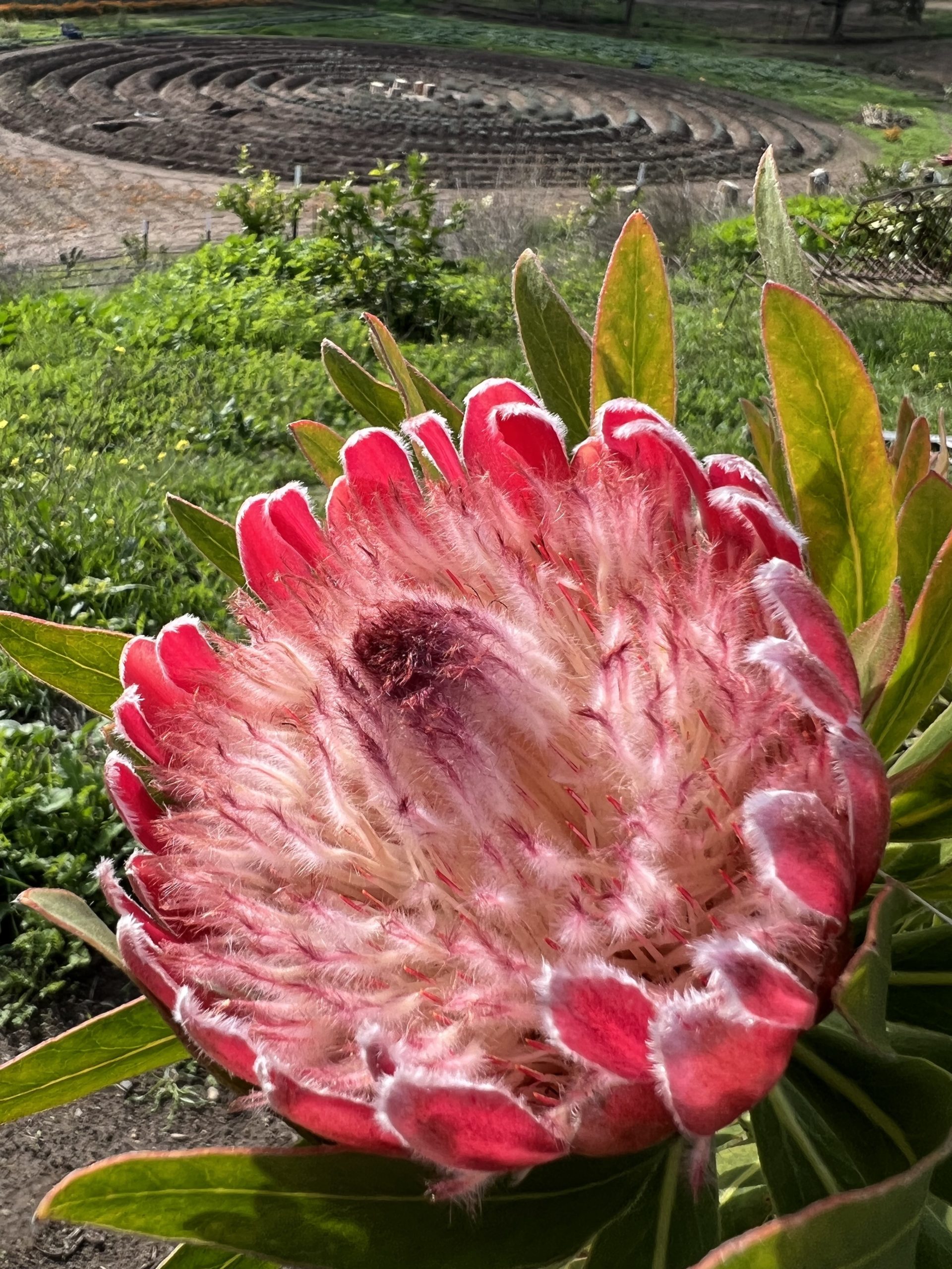 There’s More to the Story – Mariquita Farm