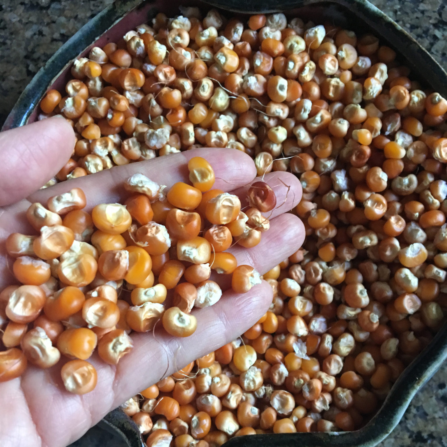 Otto File Polenta Corn (1 lb bag Shelled) MT Berkeley – Mariquita Farm