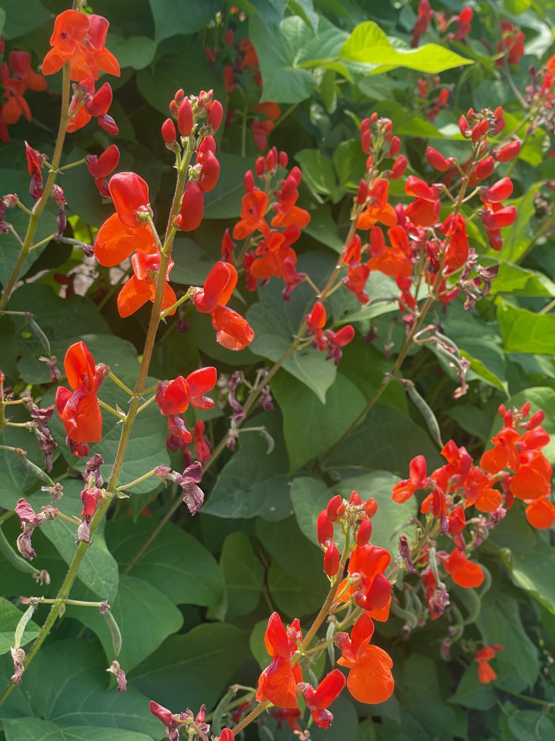 Glamping With The Ladybugs – Mariquita Farm