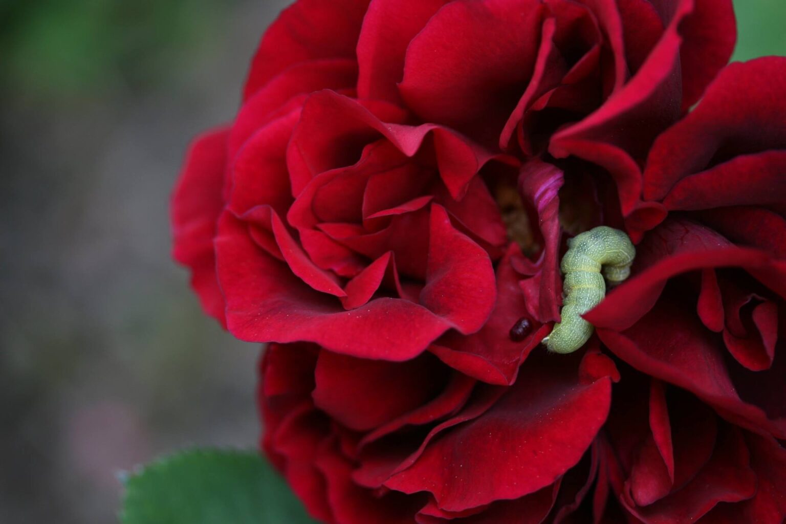 A Ladybug’s Secret Garden – Mariquita Farm